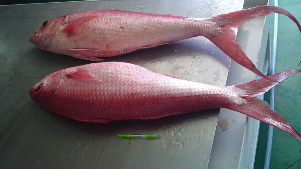 Products | Kiribati Fish Ltd.