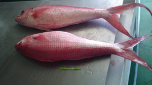 Products | Kiribati Fish Ltd.